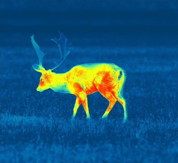 How does Night Vision work? - Nature in Focus